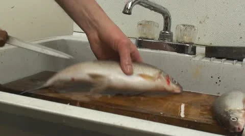 Guts Stock Video Footage | Royalty Free Guts Videos | Page 5