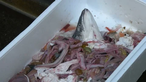 Guts Stock Video Footage | Royalty Free Guts Videos | Pond5