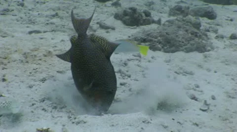 Headbutted Stock Video Footage | Royalty Free Headbutted Videos | Pond5