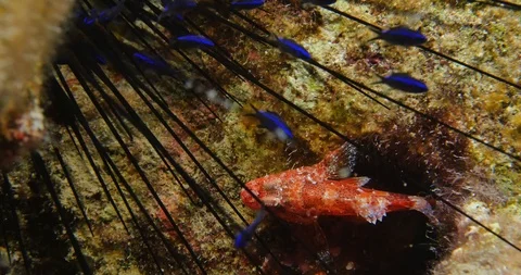 Fish Protection Stock Video Footage | Royalty Free Fish Protection ...