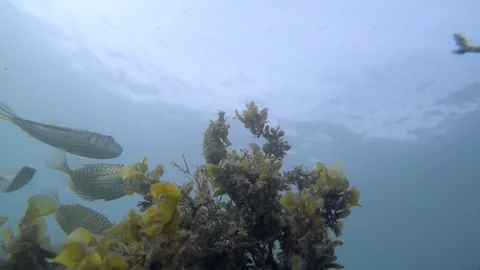 Fish interacting with a seahorse that is... | Stock Video | Pond5