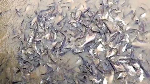 Fish Jump In River Stock Video Footage | Royalty Free Fish Jump In ...