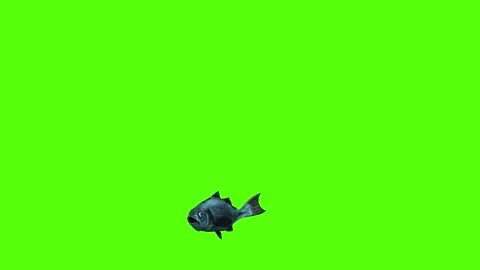 Fish Jumping Green Screen Animation 4K R... | Stock Video | Pond5