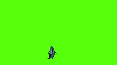 Fish Jumping Green Screen Animation 4K R... | Stock Video | Pond5