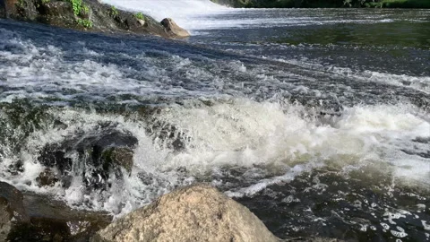 Fish jumping out of water. Iberian chub ... | Stock Video | Pond5