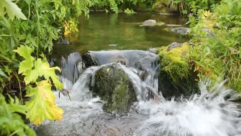 fish jumps through waterfall. hunchback ... | Stock Video | Pond5