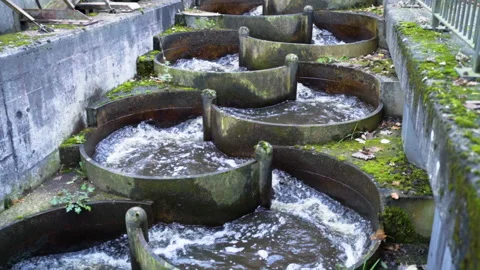 Fish Ladder - Water Flowing Through Fish... | Stock Video | Pond5