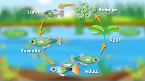 Fish Life Cycle Animation | Stock Video | Pond5