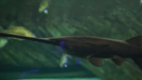Fish with long jaws swimming in water | Stock Video | Pond5