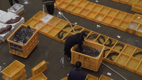 Fish Shot Machine4 Stock Videos – Royalty-Free HD & 4K Videos