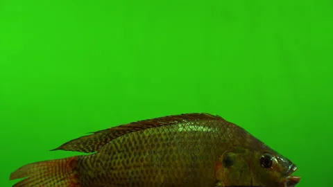 Fish open mouth on green screen backgrou... | Stock Video | Pond5