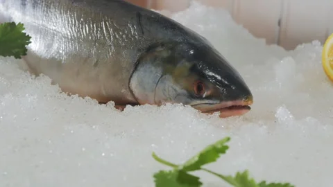 fish pebbles on the snow in the showcase... | Stock Video | Pond5