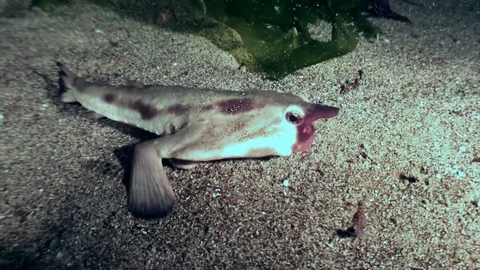 Bat Fish Stock Videos – Royalty-Free HD & 4K Videos | Pond5