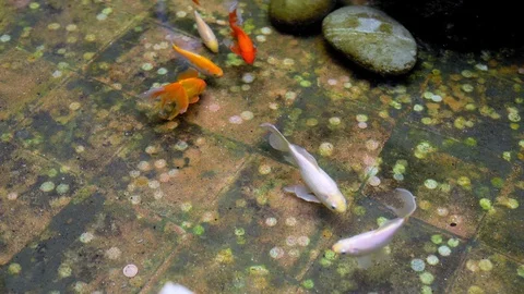 fish in the pool with coins | Stock Video | Pond5