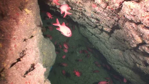 Fish red sea bass swim clean clear water... | Stock Video | Pond5