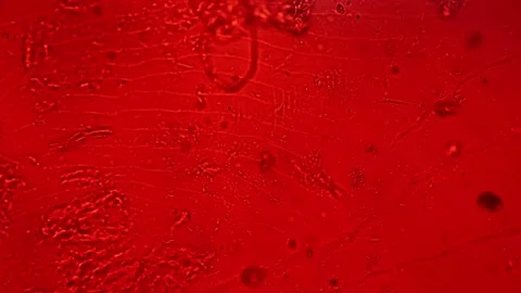 University Scale Stock Video Footage | Royalty Free University Scale ...