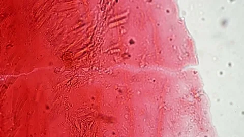 University Scale Stock Video Footage | Royalty Free University Scale ...