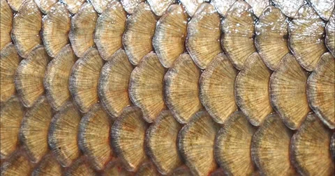 Scale Texture Stock Footage ~ Royalty Free Stock Videos | Pond5