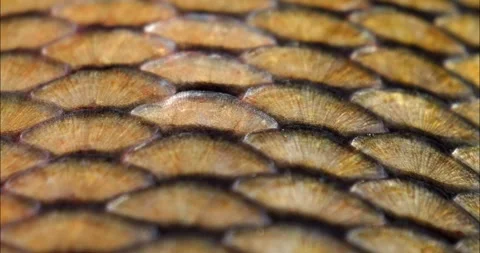 Scale Texture Stock Footage ~ Royalty Free Stock Videos | Pond5