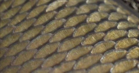 Fish scale texture. The body of a large ... | Stock Video | Pond5