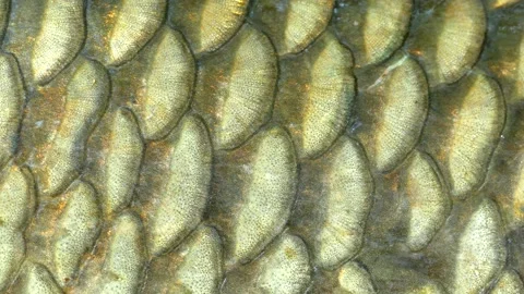 Fish scales close-up. Reptilian scales. ... | Stock Video | Pond5