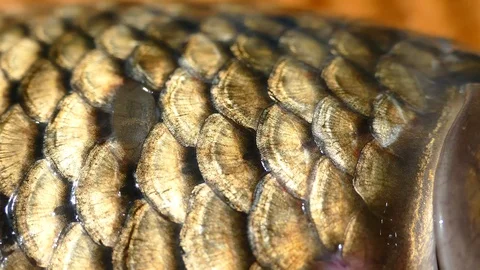 Fish Scales Texture Stock Footage ~ Royalty Free Stock Videos | Pond5