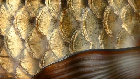 Fish Scales Texture Stock Footage ~ Royalty Free Stock Videos | Pond5