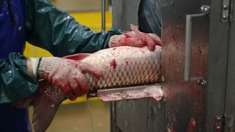 fish scaling machine working in a factor... | Stock Video | Pond5