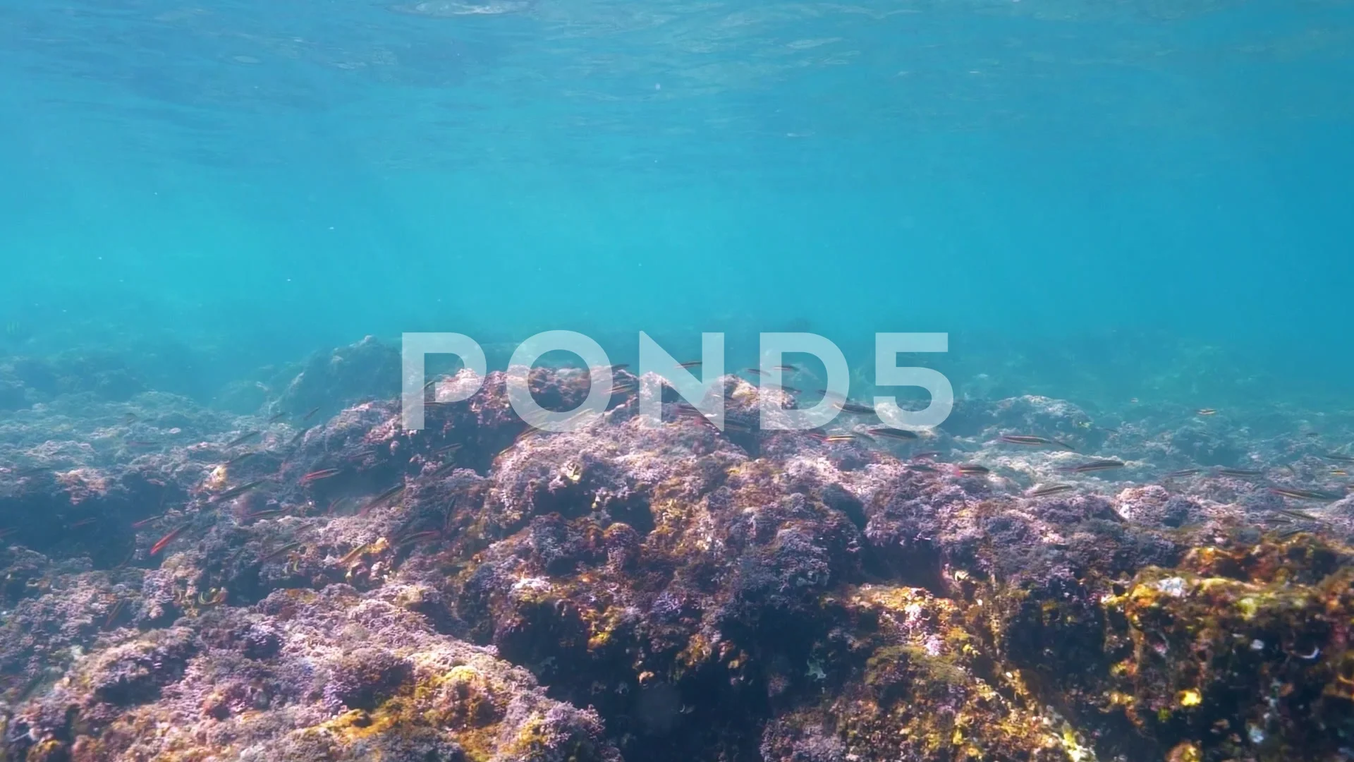 Underwater Scenery With Fish