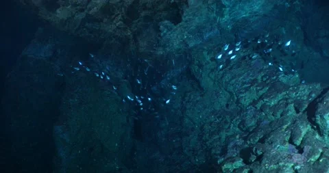 fish scenery underwater in cave sun beam... | Stock Video | Pond5