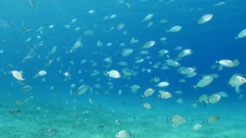 fish scenery underwater sun beams sun ra... | Stock Video | Pond5