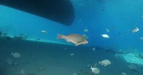 fish scenery underwater sun beams sun ra... | Stock Video | Pond5