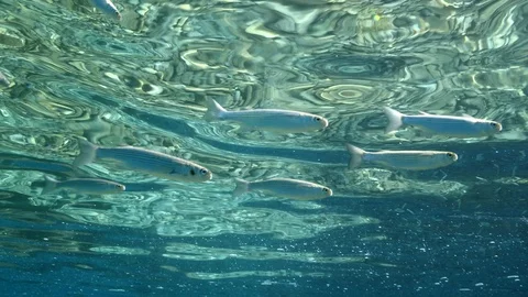 fish school feeding particles from surfa... | Stock Video | Pond5