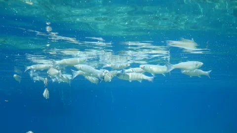 fish school feeding particles from surfa... | Stock Video | Pond5