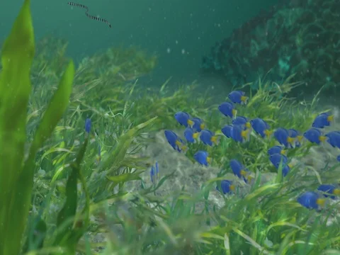 Fish in Seagrass Animation | Stock Video | Pond5