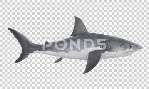 Fish shark on a transparent background.: Graphic #93559049