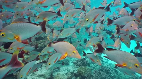 Fish shoal humpback red snapper close to... | Stock Video | Pond5