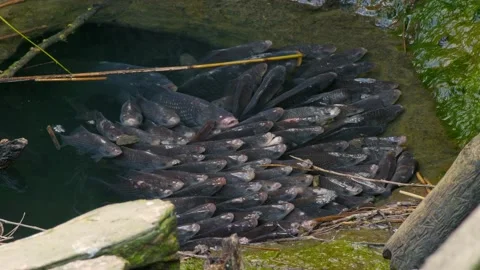 Fish shoal struggling for breath in poll... | Stock Video | Pond5