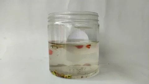fish in small plastic containers, pet fi... | Stock Video | Pond5