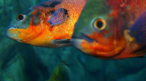 Amazno Video Stock Videos – Royalty-Free HD & 4K Videos | Pond5