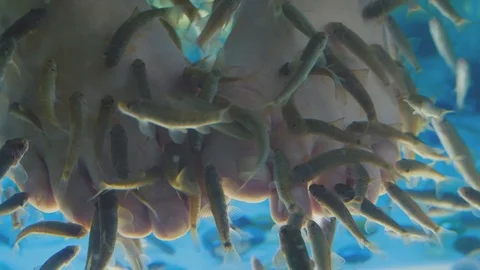 Fish spa pedicure close-up. Fish and fee... | Stock Video | Pond5