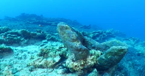 fish sponge underwater sun beams sun ray... | Stock Video | Pond5