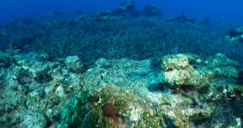 fish sponge underwater sun beams sun ray... | Stock Video | Pond5