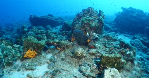 fish sponge underwater sun beams sun ray... | Stock Video | Pond5