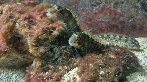 Fish in stones under water footage, unde... | Stock Video | Pond5