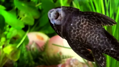 Sucking Fish Stock Videos – Royalty-Free HD & 4K Videos | Pond5