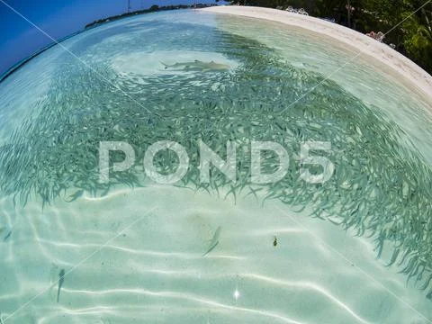 Fish swarm with sardines and hunting Blacktip reef shark Carcharhinus ...