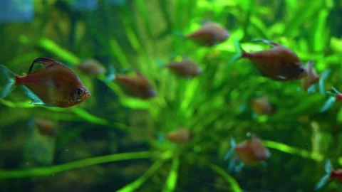 A Fish swarm of small striped fish | Stock Video | Pond5