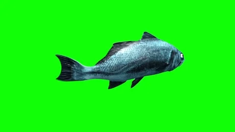Fish Swim Green Screen Back 3D Rendering... | Stock Video | Pond5