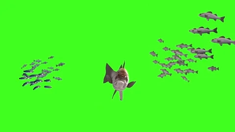 Fish Swim Green Screen Video, 3D Animati... | Stock Video | Pond5